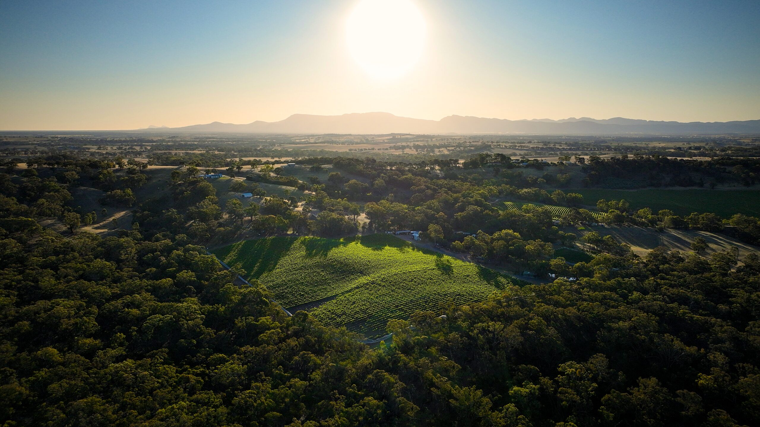 Summer 2025 Events - Miners Ridge Wines